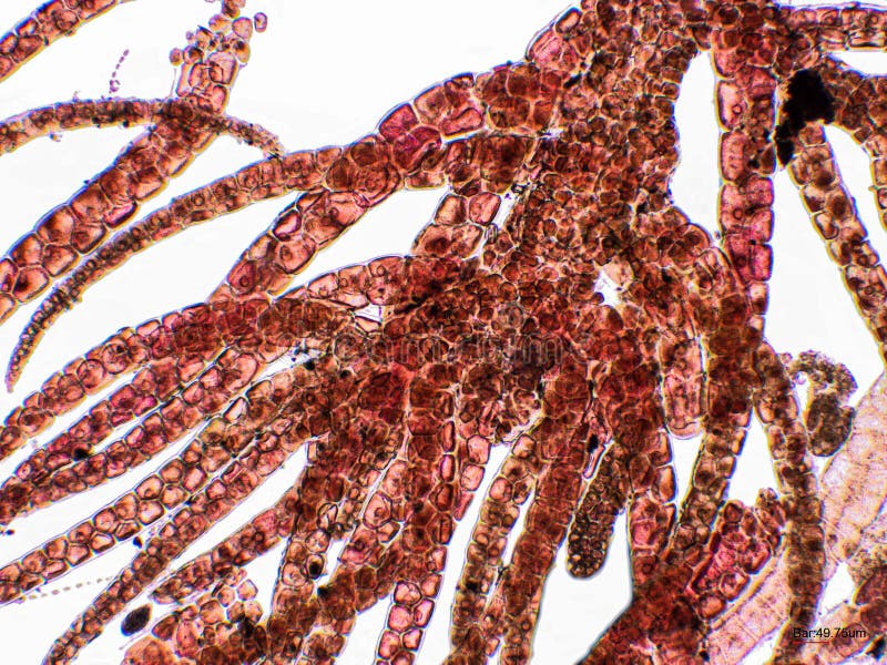 Red Algae Under Microscopic View Stock Image - Image of kelp, closeup ...