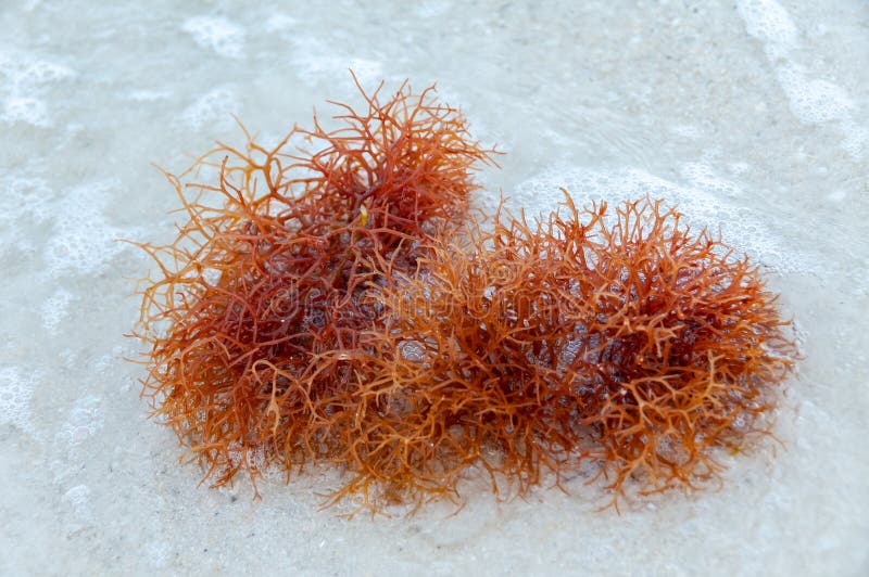 Red Algae Washed Up on the Coast of the Gulf of Mexico, Florida Stock ...