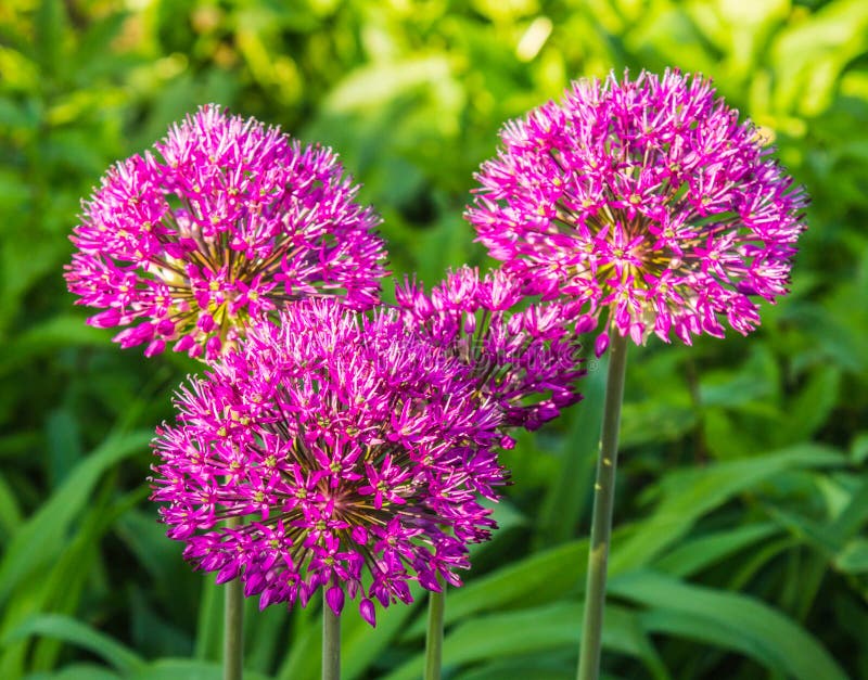 Red Allium Flower Stock Photos - Download 576 Royalty Free Photos