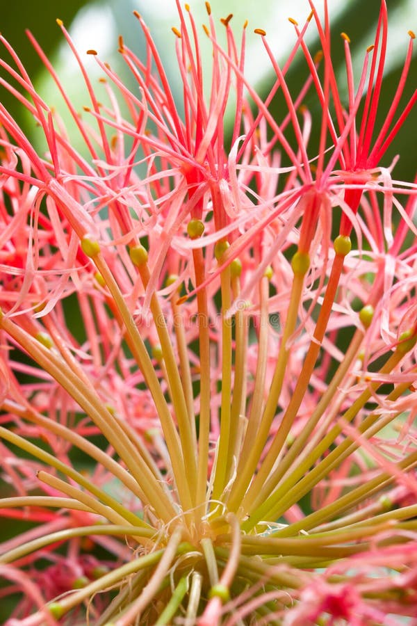 Red allium flower stock image. Image of garden, green - 56678641
