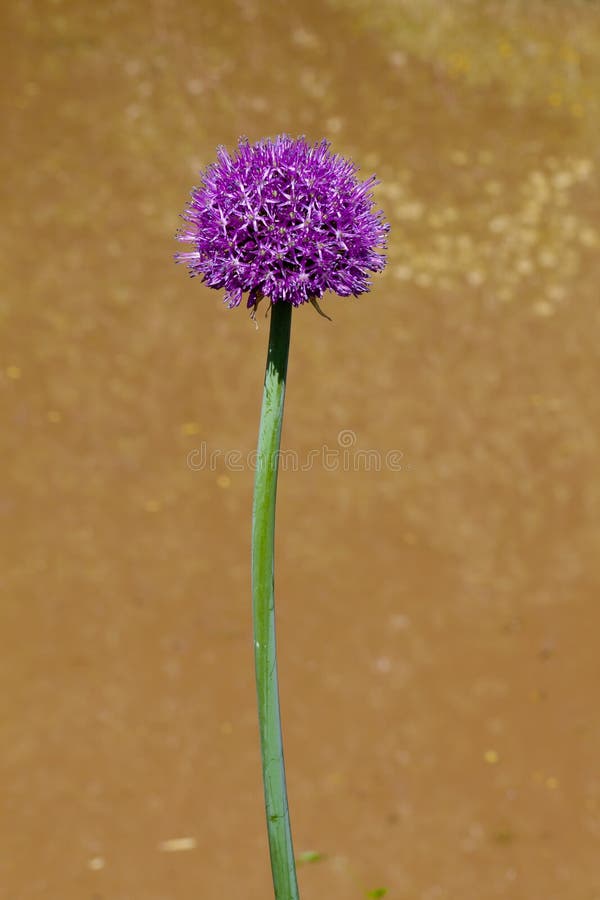Red Allium flower stock photo. Image of pollination, plant - 31262346