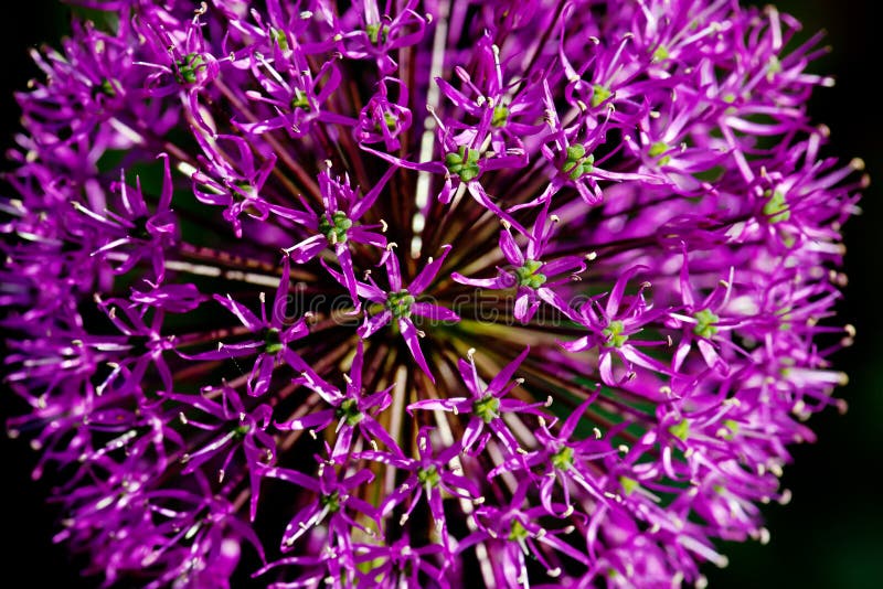 Red Allium flower stock image. Image of brightly, culture - 85521095