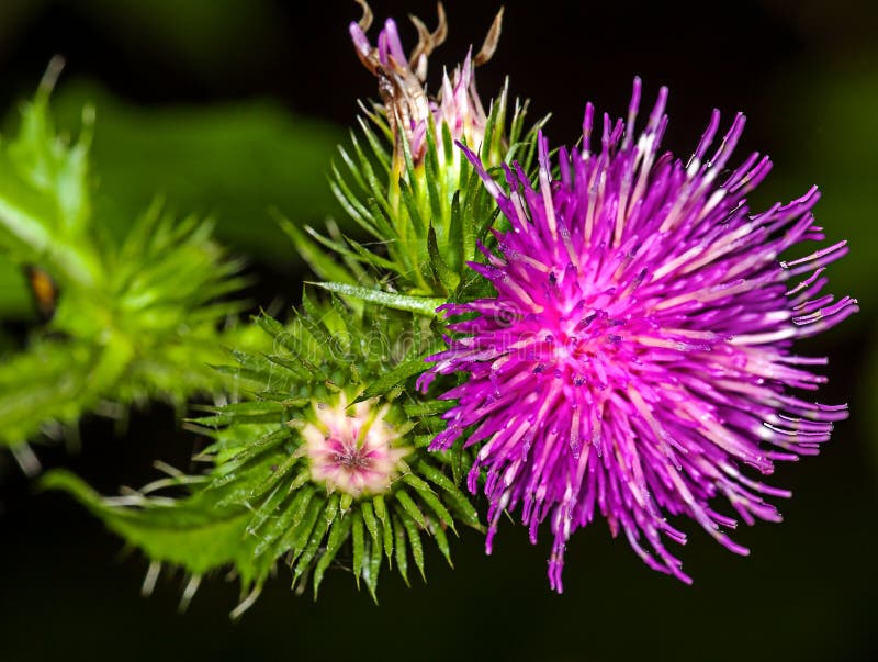 Red Allium flower stock image. Image of brightly, culture - 85521095