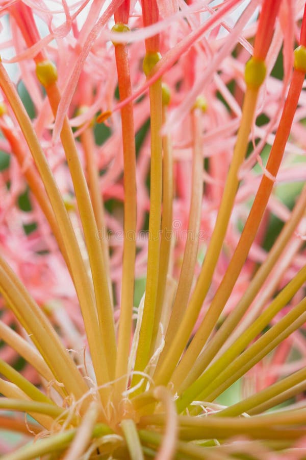 Red allium flower stock image. Image of natural, leaves - 56678629