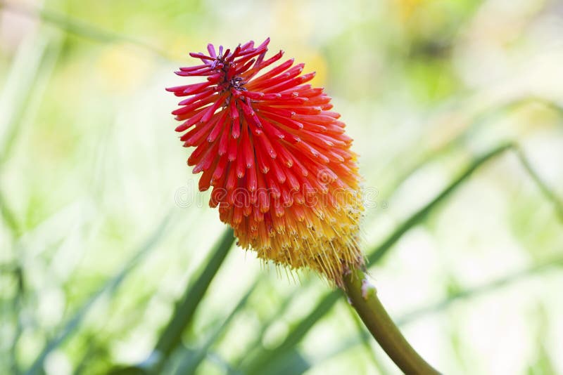 Red Allium Flower Stock Photos - Download 576 Royalty Free Photos
