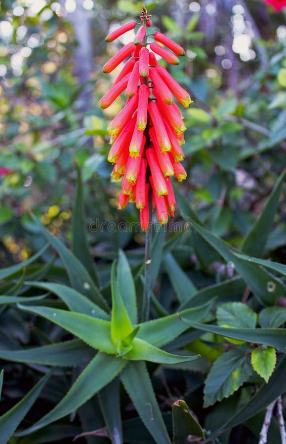 Red aloe flowers stock image. Image of beautiful, pink - 142433151