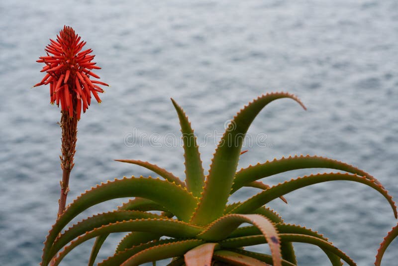 Red aloe vera bloom stock photo. Image of detail, botanical - 70095502