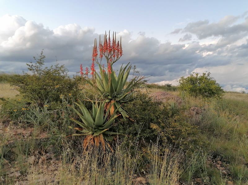 The red aloes on the hill stock image. Image of plant - 254288835