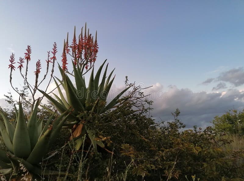 The red aloes on the hill stock image. Image of clouds - 254288883