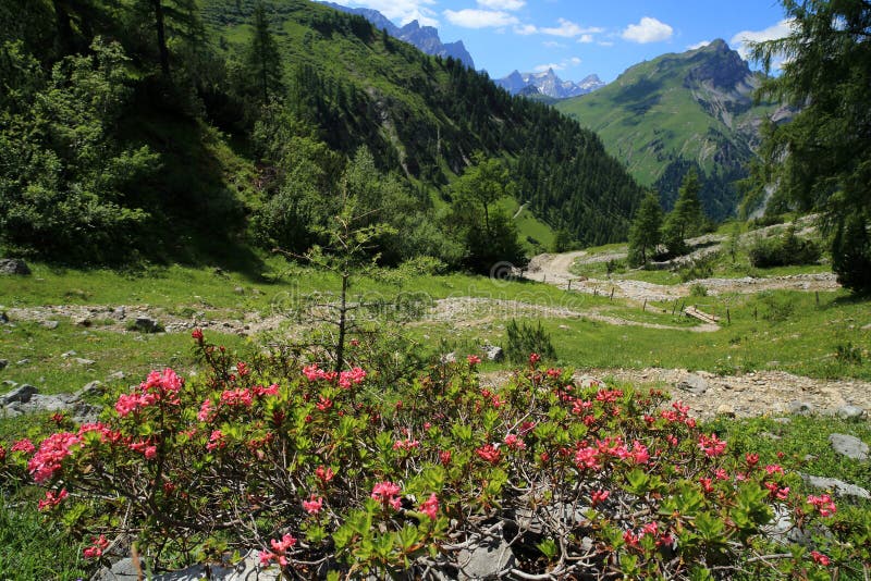 Red Alp Roses in the Mountains Stock Image - Image of plant, mountains ...