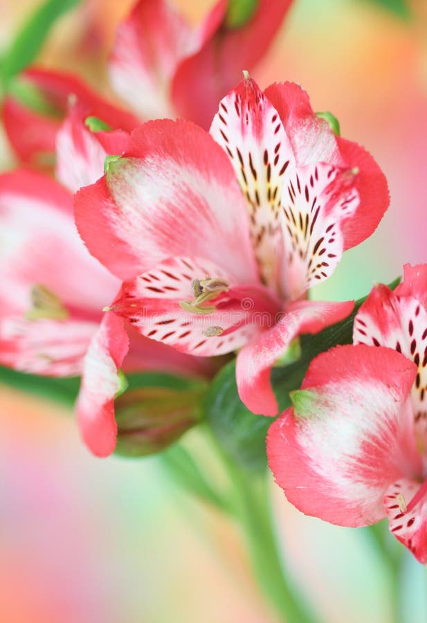 Red alstroemeria flower stock photo. Image of pink, stamen - 24518368