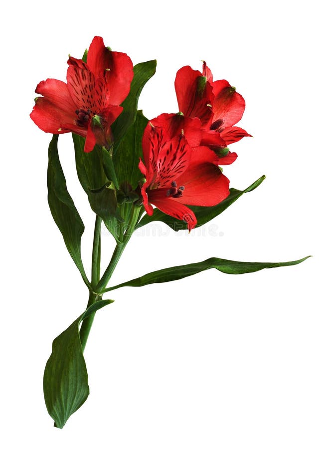 Red alstroemeria flowers stock photo. Image of green - 155925894