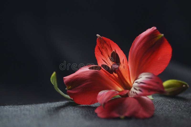 Red Alstroemeria Flowers, Peruvian Lily or Lily of the Incas Stock ...