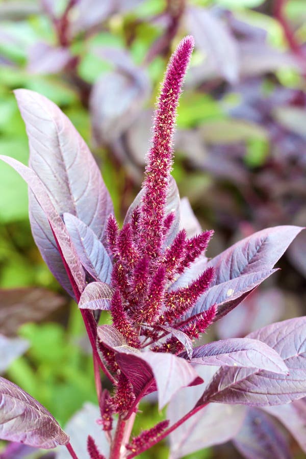Red Amaranth (Amaranthus Cruentus) Stock Image - Image of vibrant ...