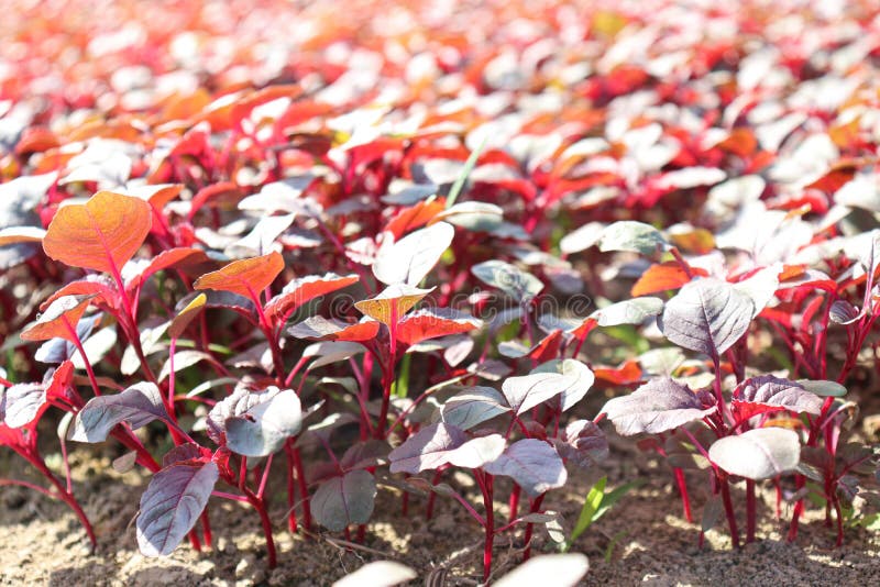 Red Amaranth on Farm for Harvest Stock Image - Image of asia, food ...