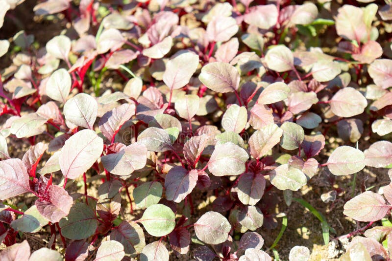 Red Amaranth on Farm for Harvest Stock Image - Image of chinese ...