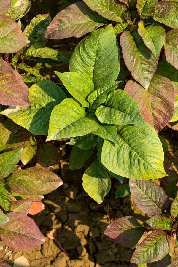 Amaranth Species are Cultivated and Consumed As Leaf Vegetables Stock ...