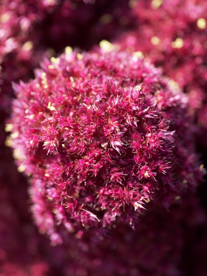 Red Amaranth Flower, Macro Image. Crimson Plant Stock Photo - Image of ...