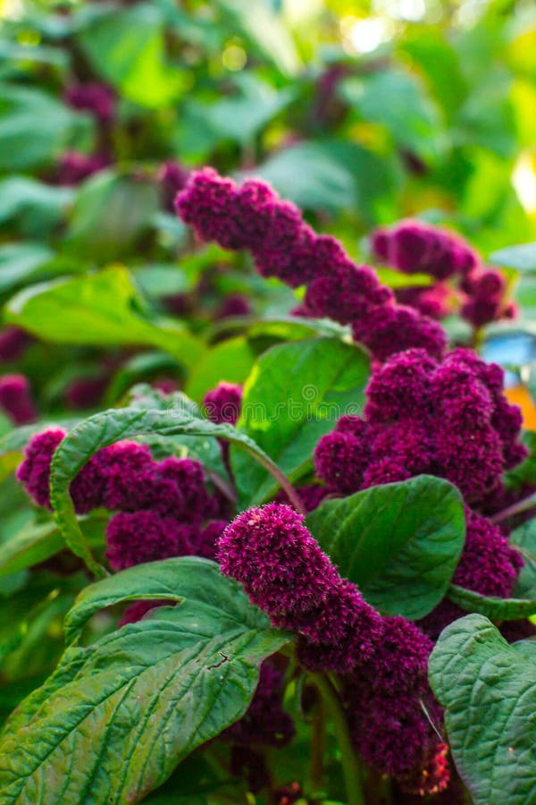 Red amaranth stock image. Image of cruentus, herb, velvet - 154318017