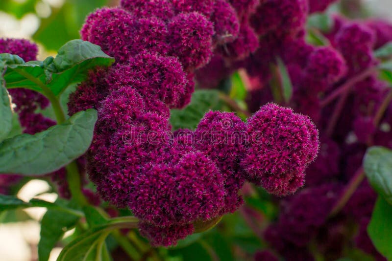 Red amaranth stock photo. Image of botany, herb, green - 154318018