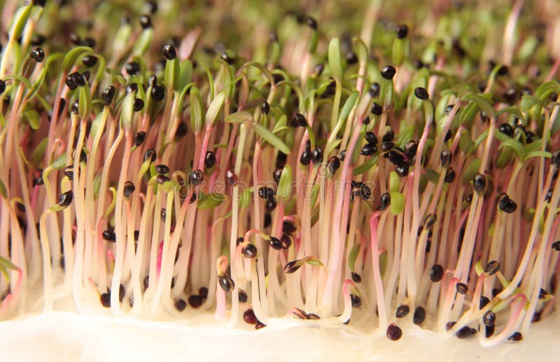 Red Amaranth Seeds Begin To Sprout Stock Photo - Image of seed, stem ...