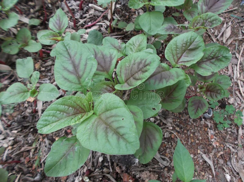Red amaranth stock photo. Image of amaranth, green, rural - 53211540