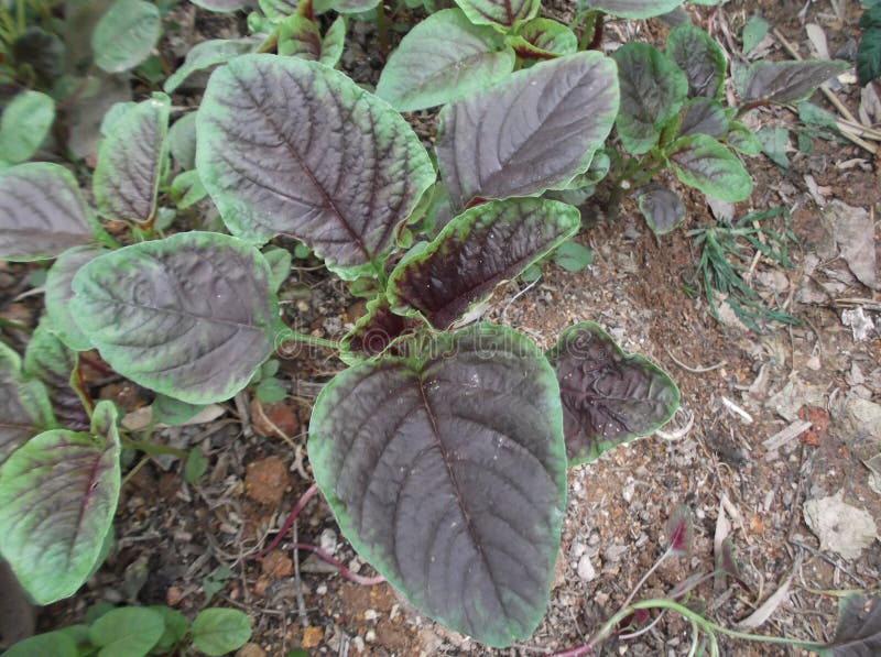 Red amaranth stock photo. Image of green, leaves, vegetables - 53212066