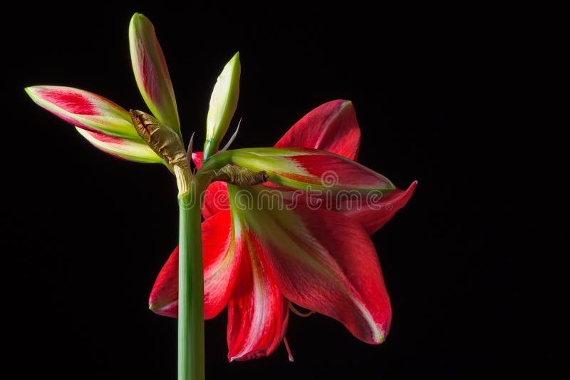 Red amarilis flower stock photo. Image of botanical, lily - 40393582