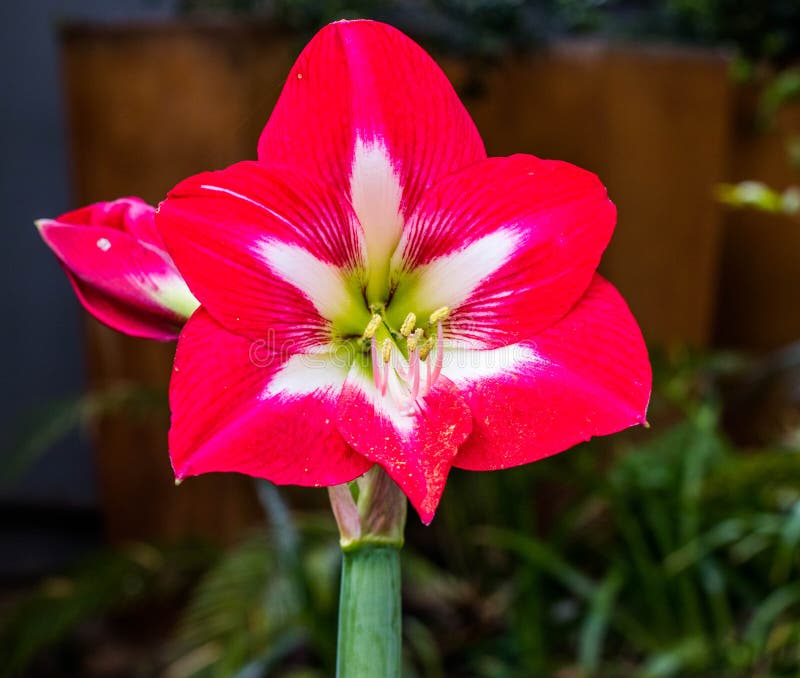 545 Flower Amarillo Stock Photos - Free & Royalty-Free Stock Photos ...