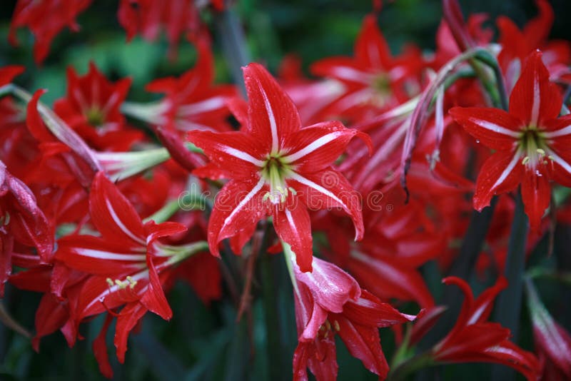 Red Amaryllis stock image. Image of plant, bold, spring - 1087159