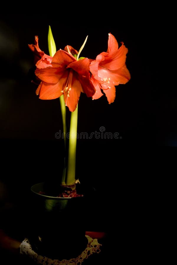 Red Amaryllis stock image. Image of isolate, stamen, black - 1748371
