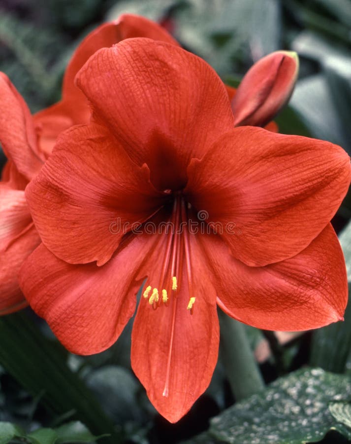 Merry Christmas Amaryllis stock image. Image of close, bulbous - 560545