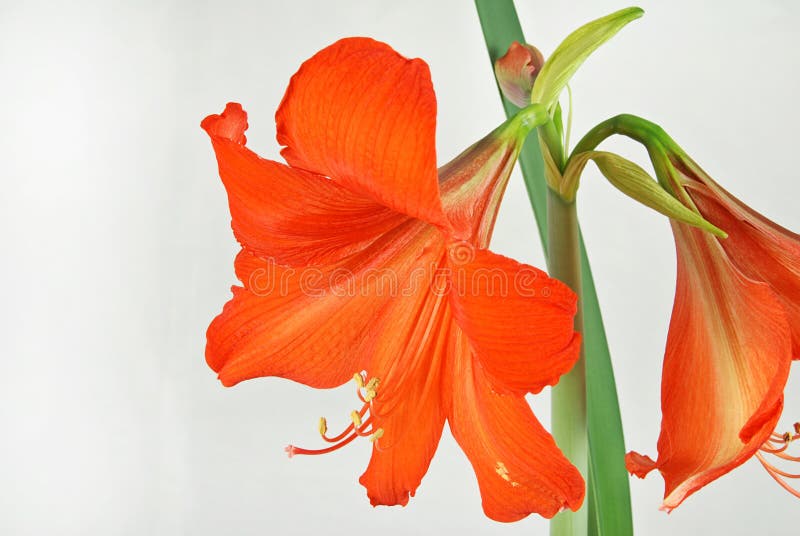 Red amaryllis stock photo. Image of gift, petal, garden - 3951286