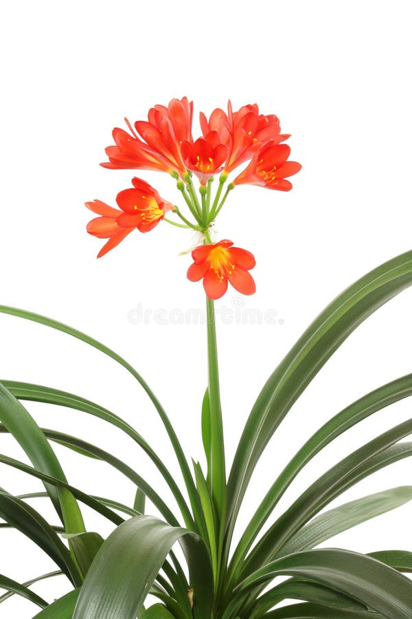 Red amaryllis. stock image. Image of blossom, nature, bunch - 5012403