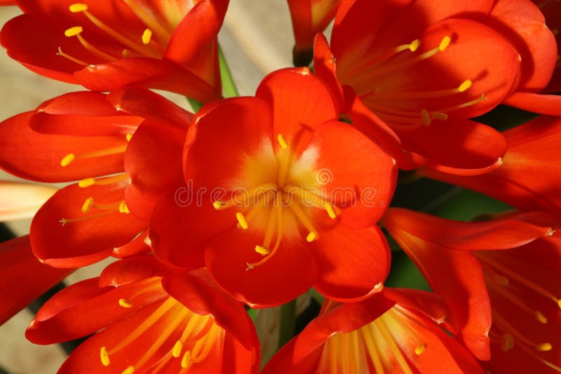 Red amaryllis. stock image. Image of blossom, bright, nature - 5091515