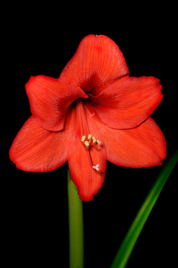 Red Amaryllis stock image. Image of garden, perennial - 7551429
