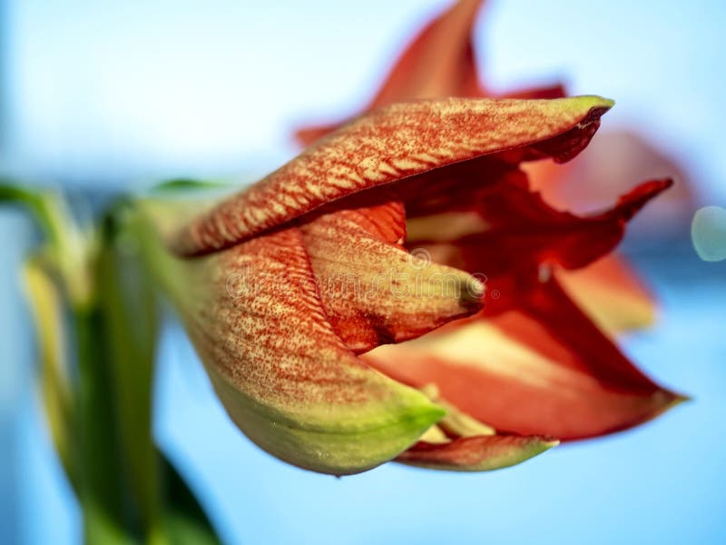 Red Amaryllis Bud in a Pot on the Windowsill Has almost Opened Stock ...