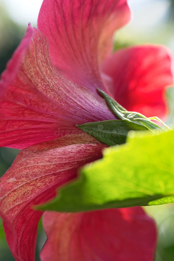 Red Amaryllis Close Up. Bright Sunshine Stock Photo - Image of blossom ...