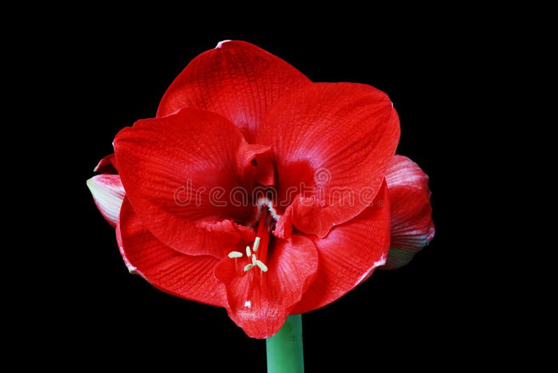 Red amaryllis flower stock image. Image of black, spring - 17558913