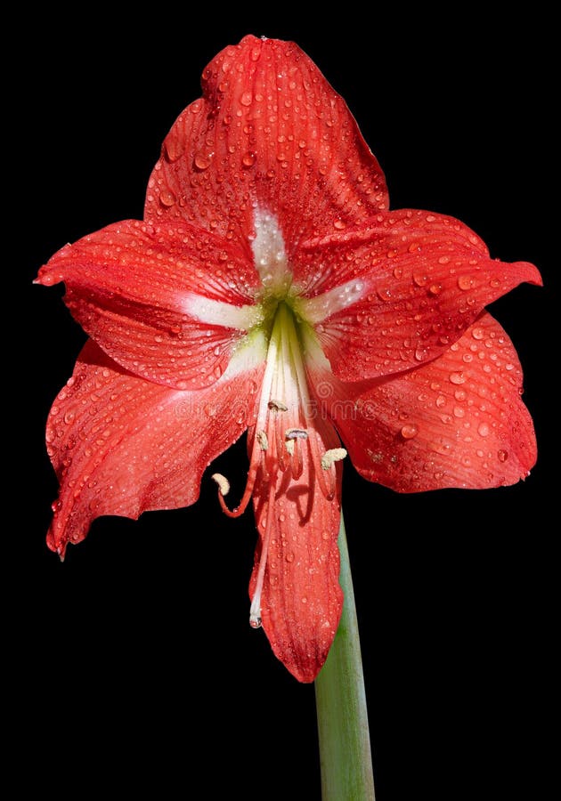 Red Amaryllis flower stock photo. Image of garden, beauty - 24251076