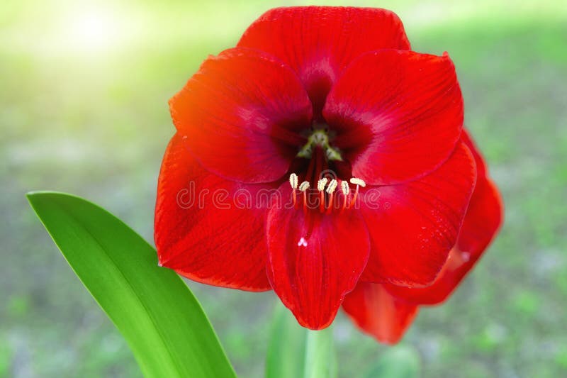 Red Amaryllis Flower Blooming in the Garden Stock Image - Image of ...
