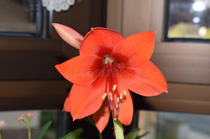 Red amaryllis flower stock image. Image of pink, leaf - 273345399