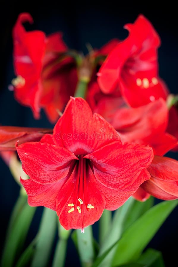 Red Amaryllis Flowers stock photo. Image of beauty, floral - 31316552