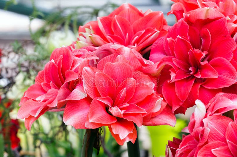 Amaryllis flowers bouquet stock image. Image of amaryllis - 48405401