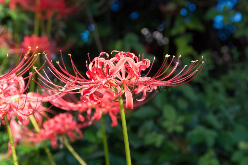 Red amaryllis stock photo. Image of blossoming, macro - 34205586