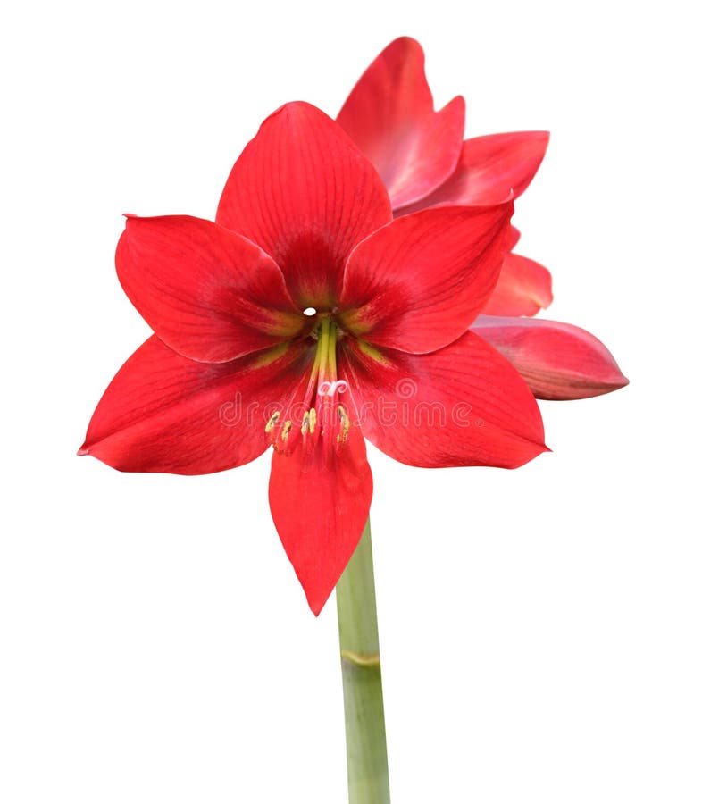 Red amaryllis on white stock image. Image of blooming - 12490927