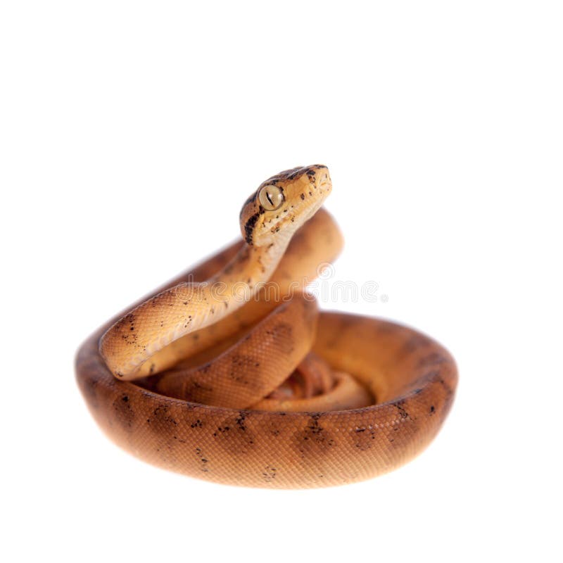 Red Amazon Tree Boa, 7 Days Old, Isolated on White Stock Photo - Image ...