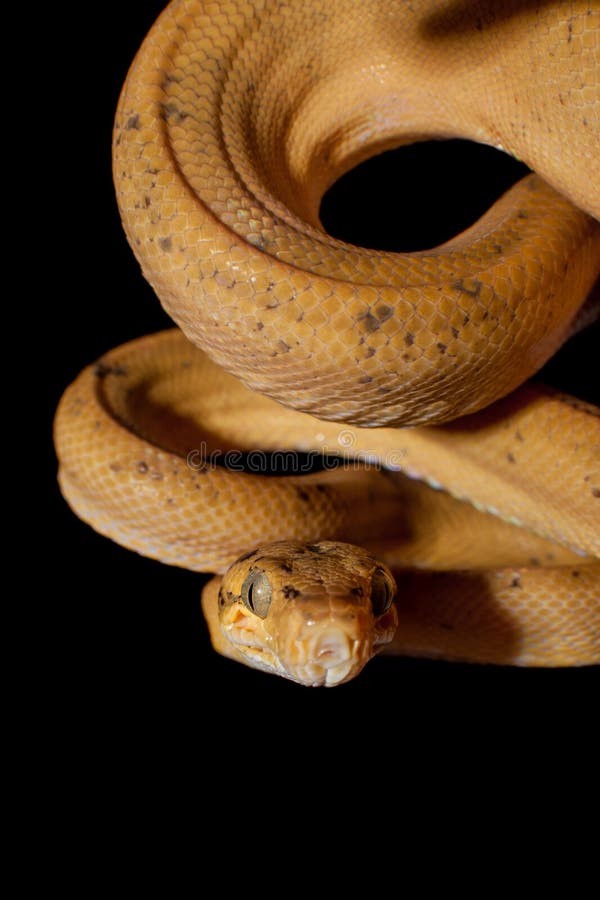 Red Amazon Tree Boa Isolated on Black Stock Photo - Image of slither ...