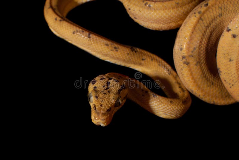 Red Amazon Tree Boa Isolated on Black Stock Image - Image of crawling ...