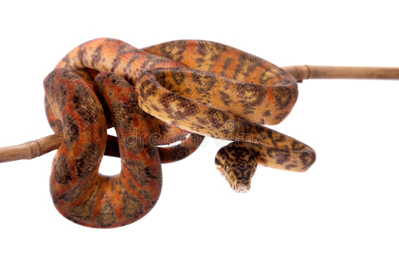 Red Amazon Tree Boa Isolated on White Stock Photo - Image of isolated ...